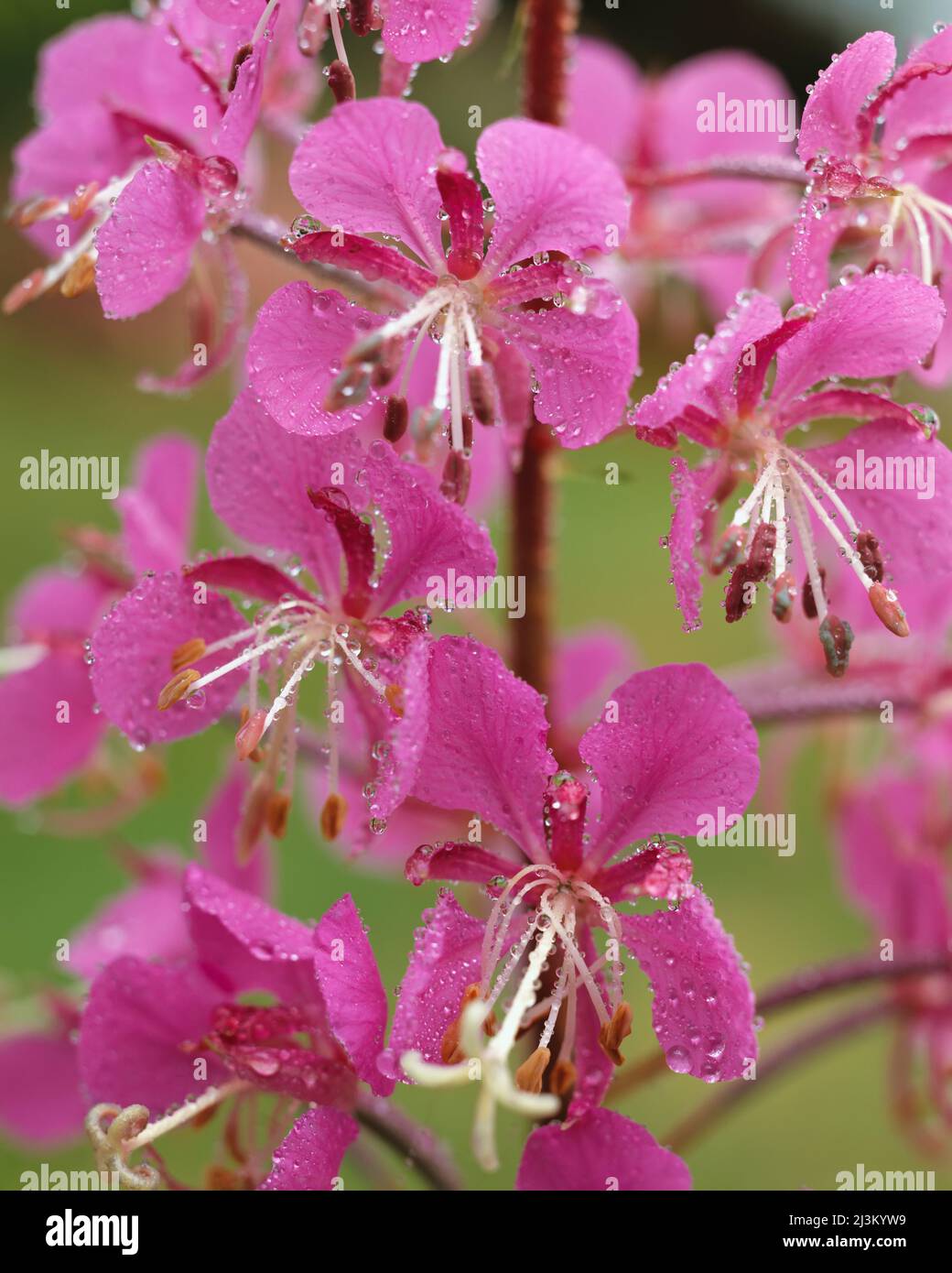 Drooping stem hi-res stock photography and images - Alamy