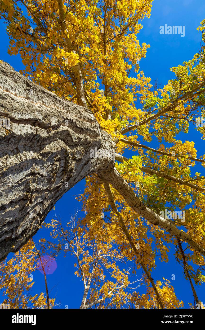 Golden foliage in a treetop in autumn against a bright blue sky ...