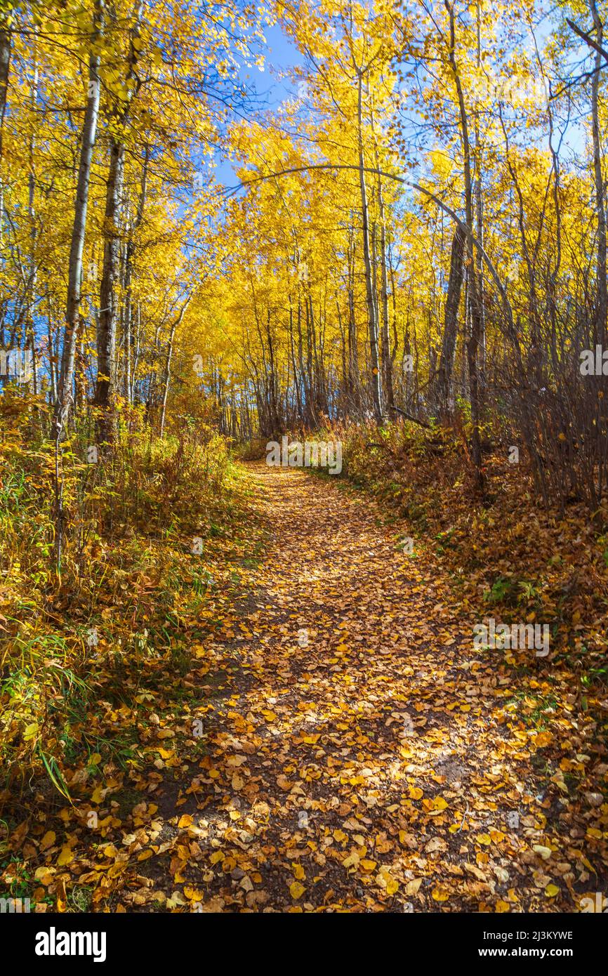 Beautiful autumn colours on the trees and littering a trail in a forest ...