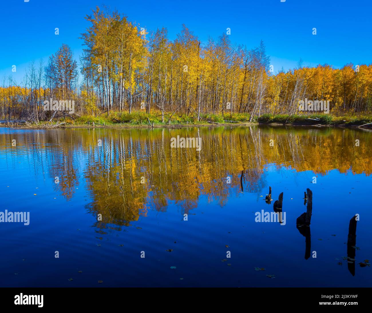 Vibrant autumn colours reflected in a body of water in Elk Island ...