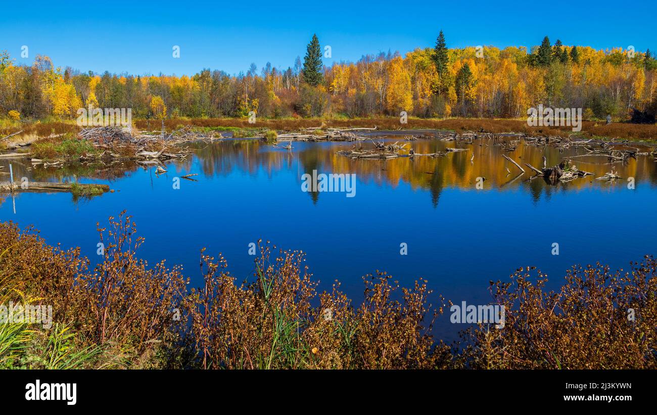Vibrant autumn colours reflected in a body of water in Elk Island ...
