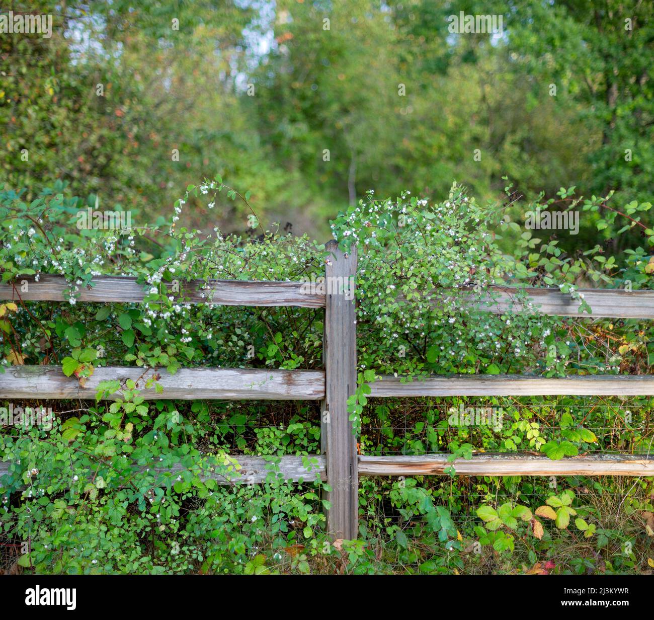 Wooden rail fences hi-res stock photography and images - Alamy