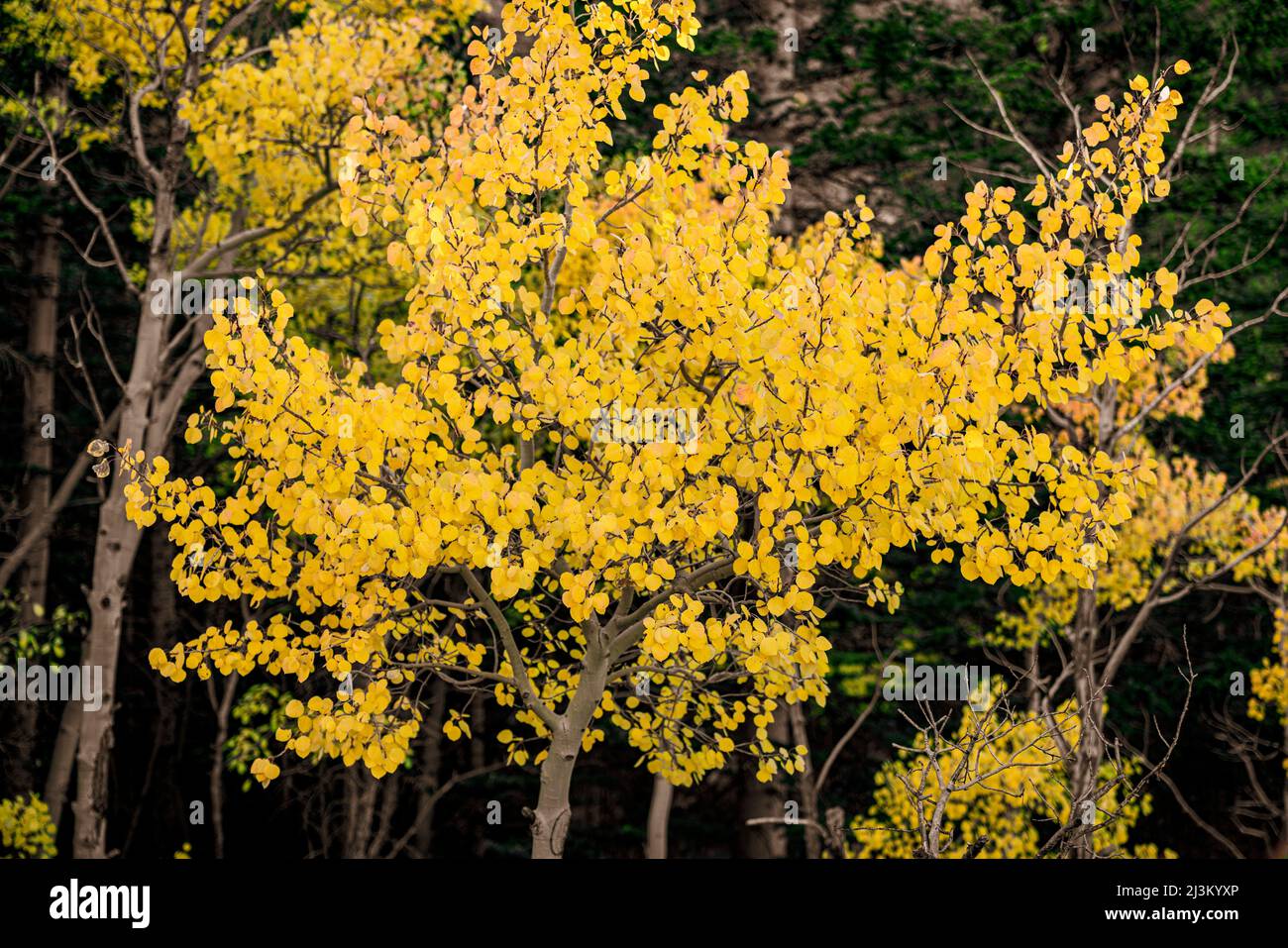 Vibrant golden foliage on a deciduous tree in autumn, Rocky Mountain ...