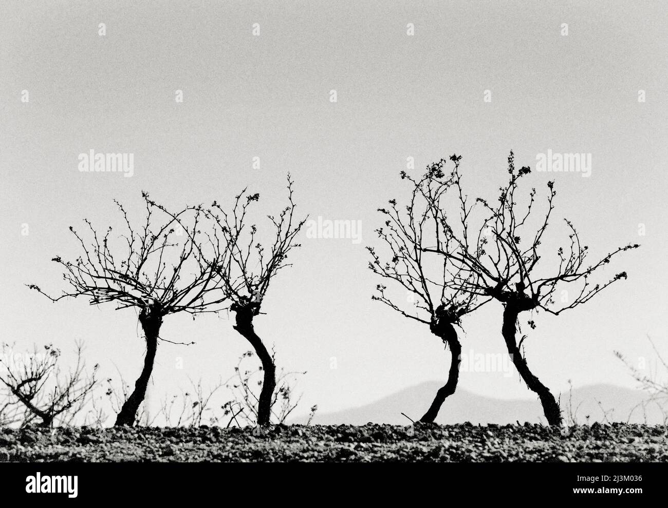 Vine pruning art hi-res stock photography and images - Alamy