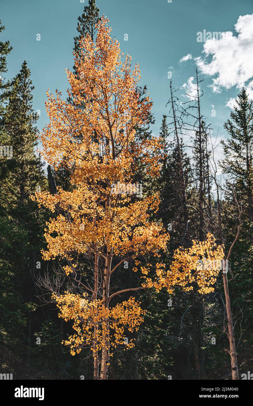 Golden clouds colours hi-res stock photography and images - Alamy