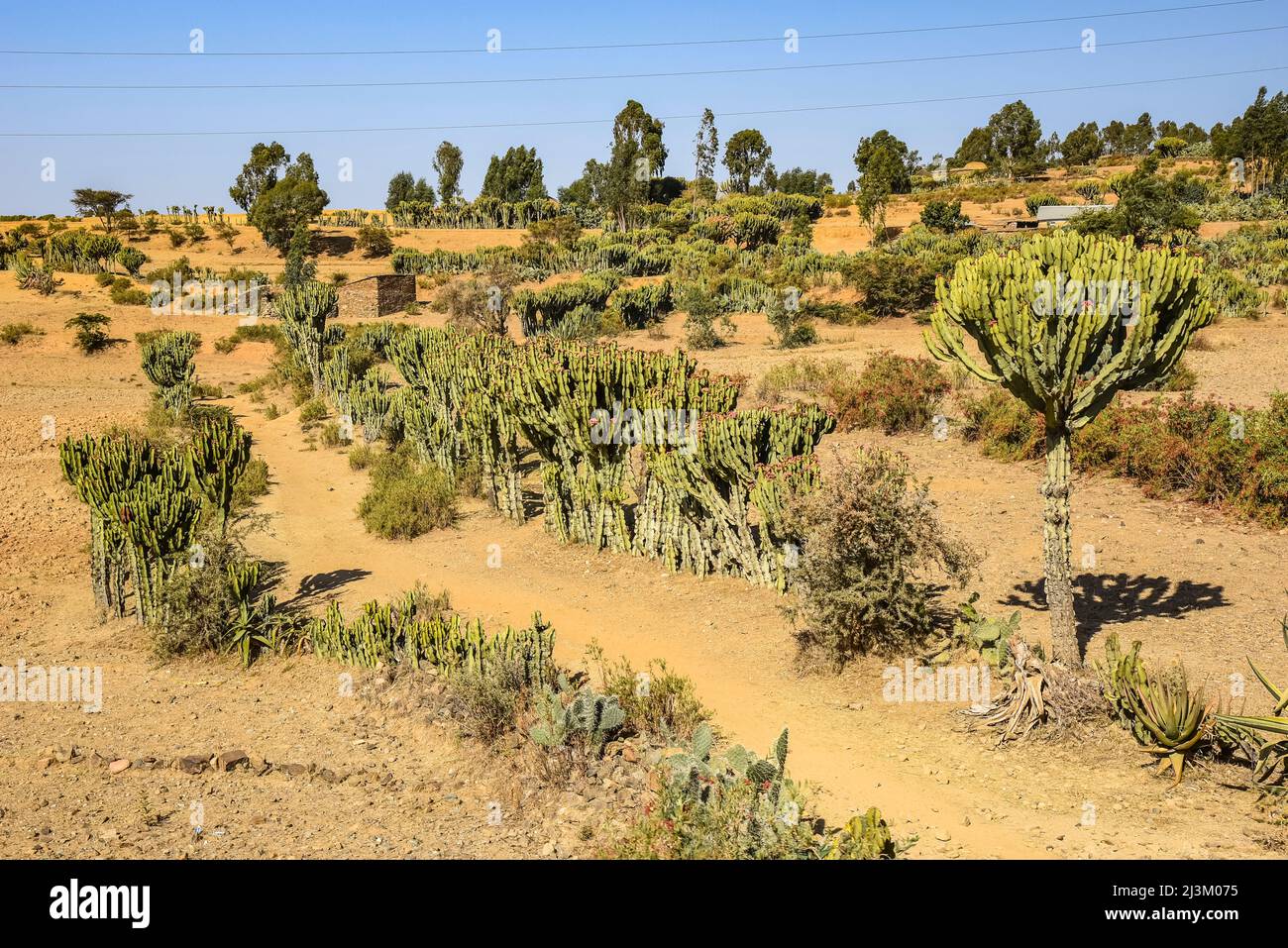 Cactus plants growing in an arid landscape in East Africa; Ethiopia ...
