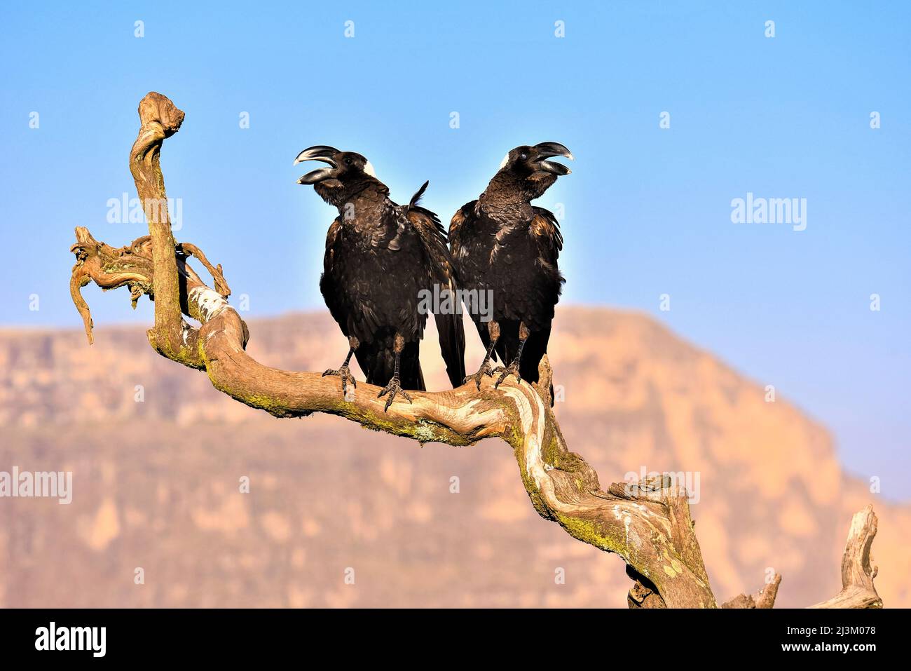 Ethiopian animals hi-res stock photography and images - Alamy