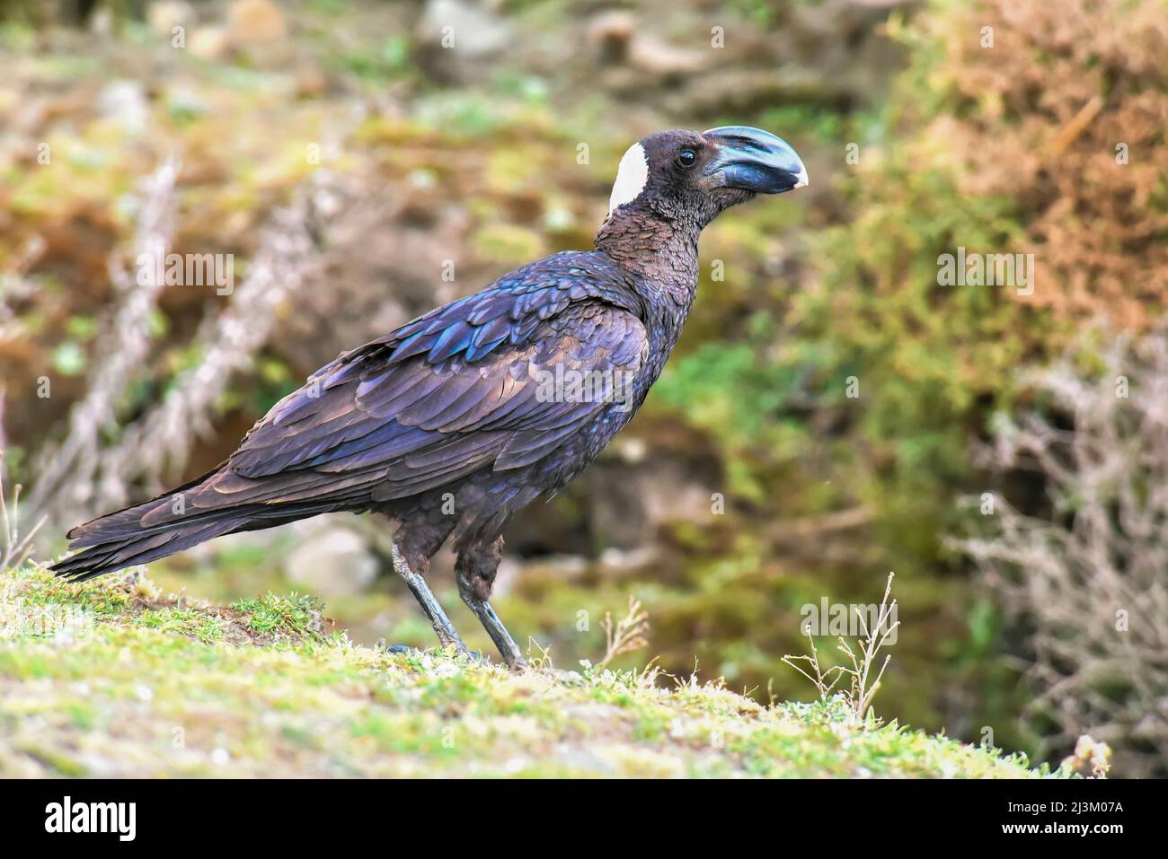 Ethiopian raven in Simien National Park; Ethiopia Stock Photo - Alamy