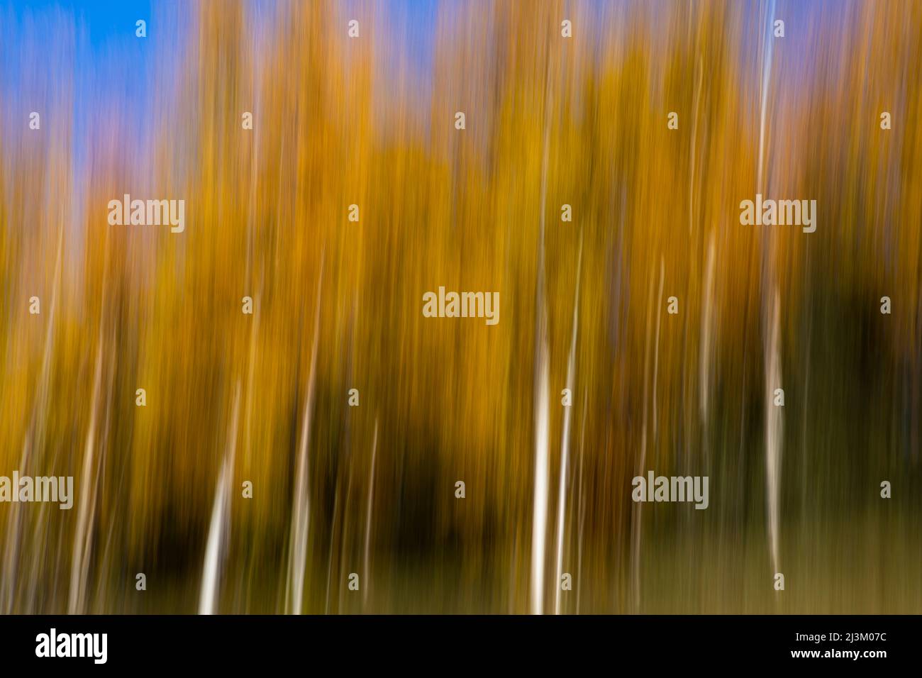 Aspen/birch trees with fall colors displayed on a long exposure create ...