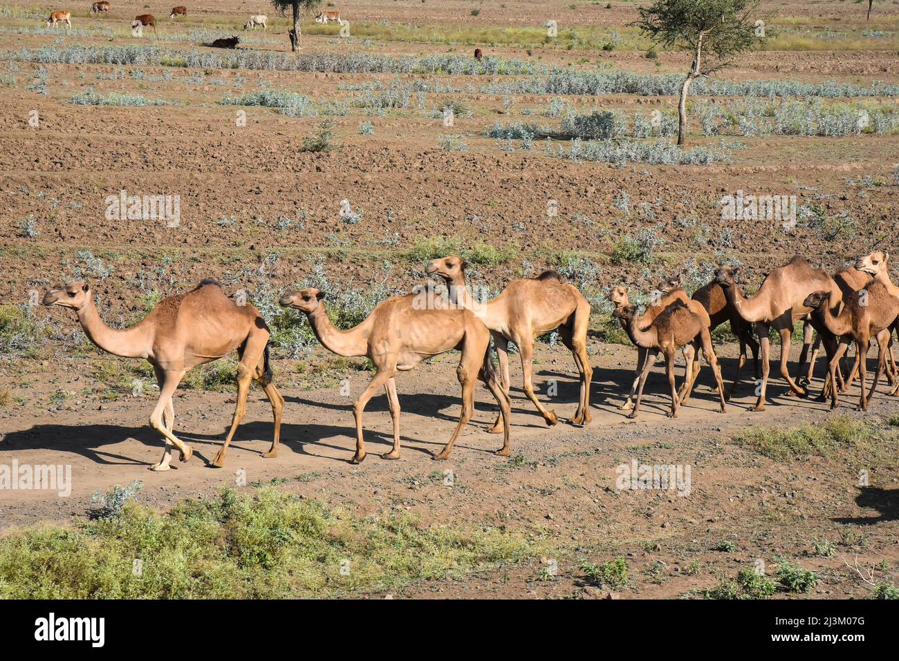 Camels walking in a row down a narrow dirt road in the countryside of ...