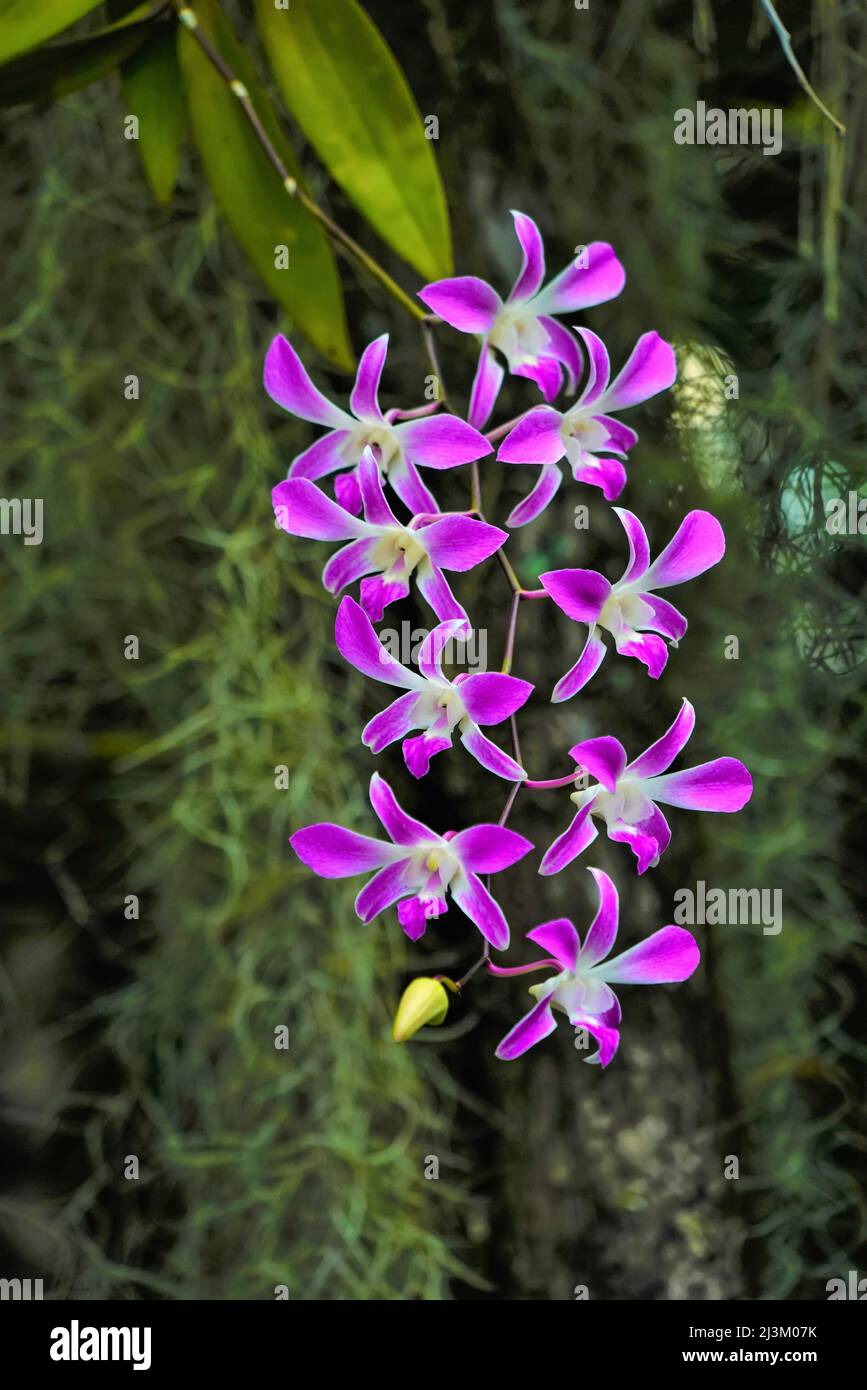 Cluster of pink orchids hi-res stock photography and images - Alamy