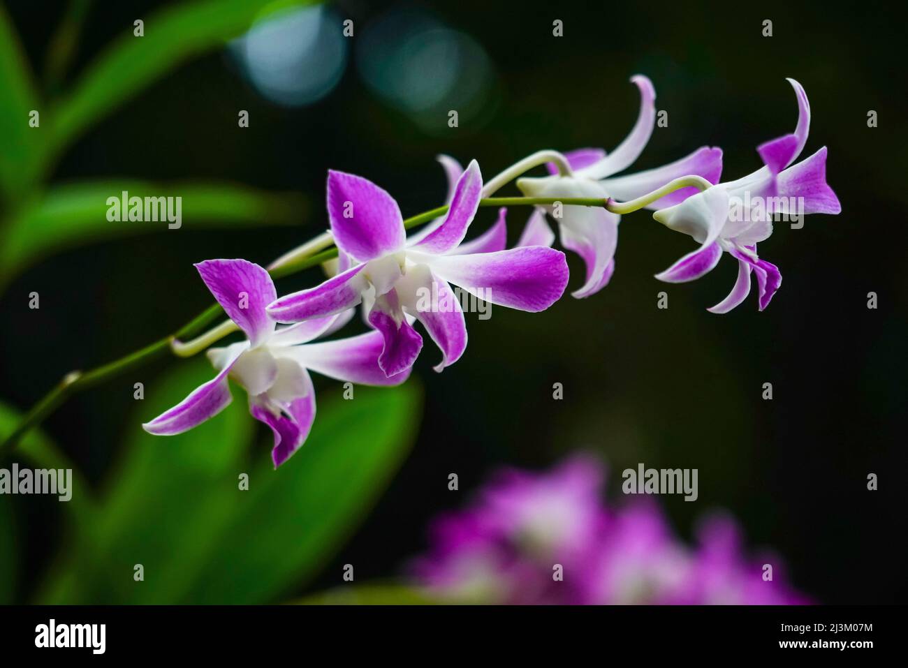 Orchids photos hi-res stock photography and images - Alamy
