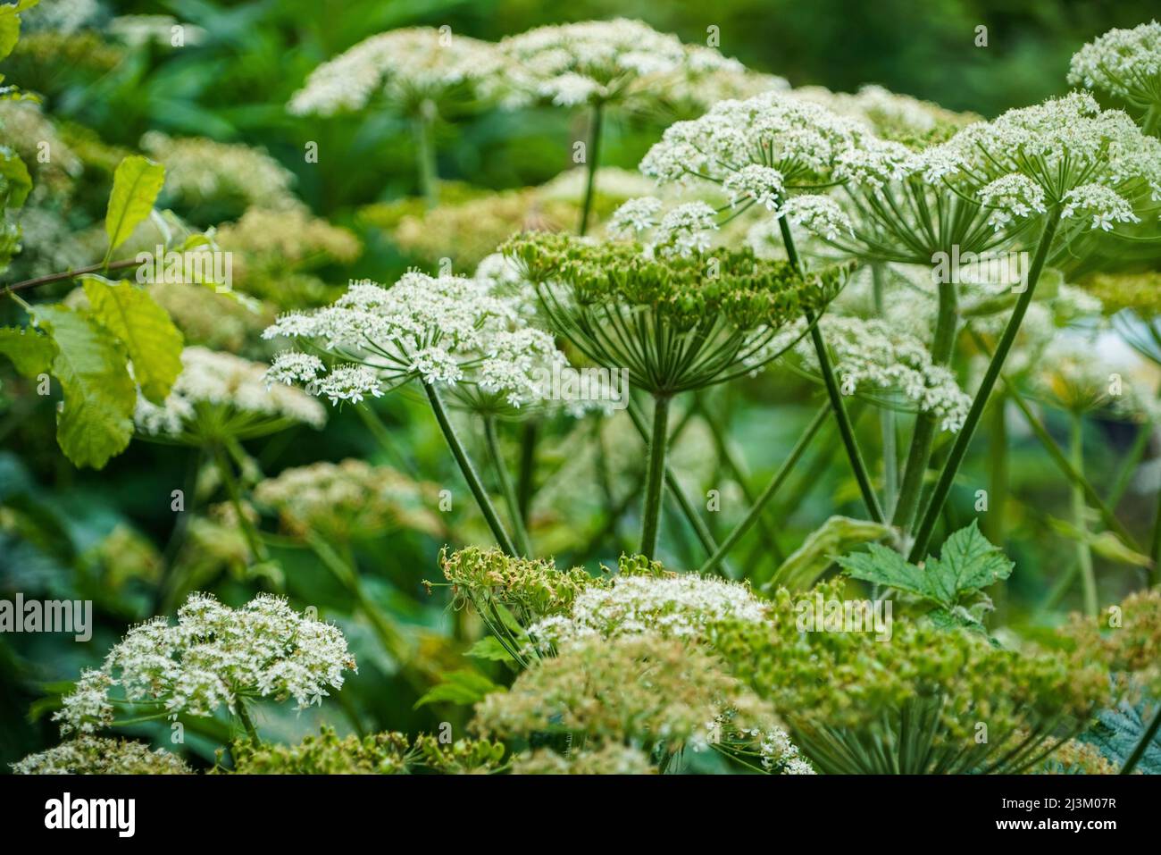 Cow parsnip (Heraculum lanatum) also known as Indian celery Stock Photo ...