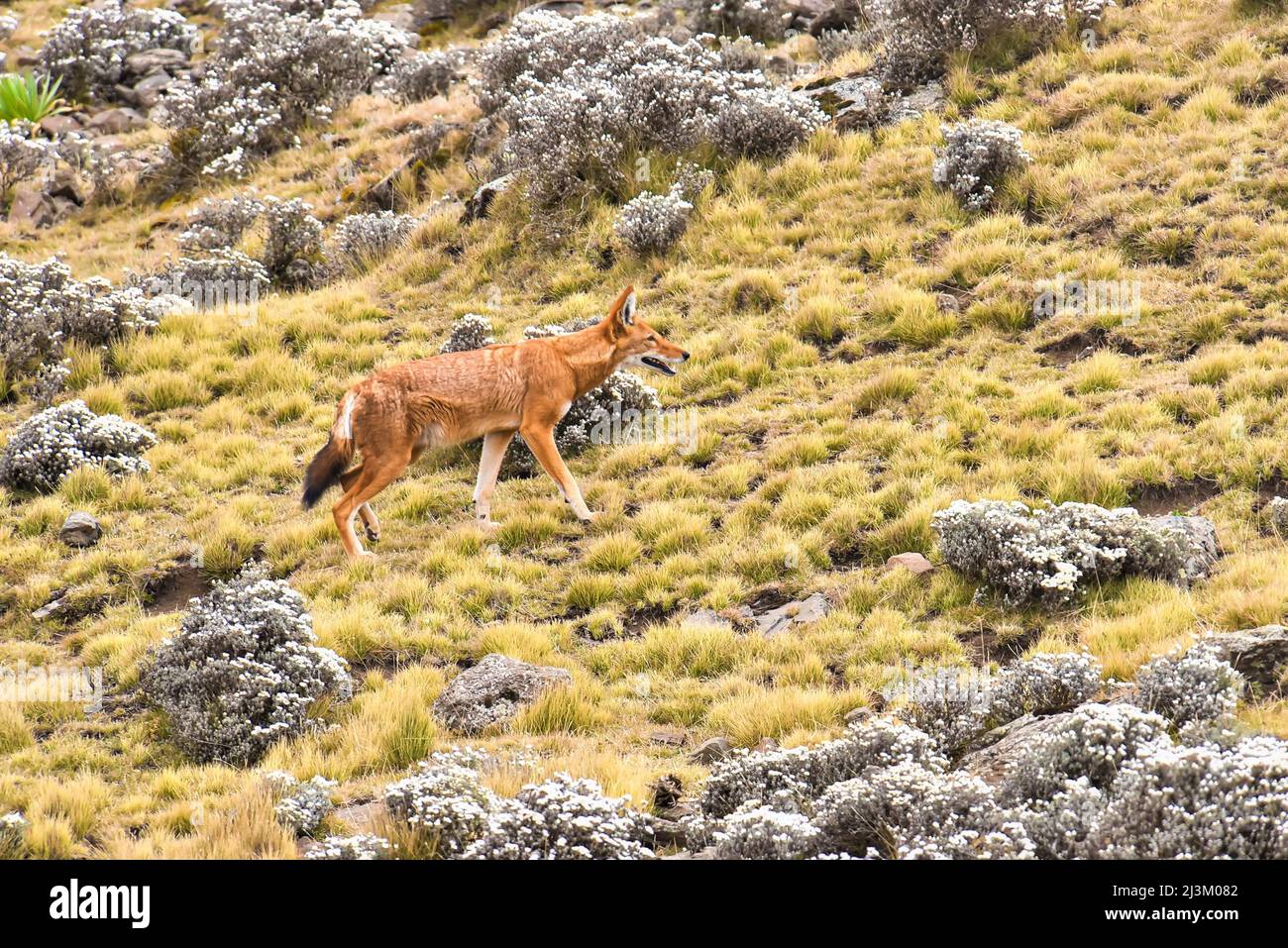 Rare Ethiopian wolf (Canis simensis) in Simien National Park; Ethiopia ...