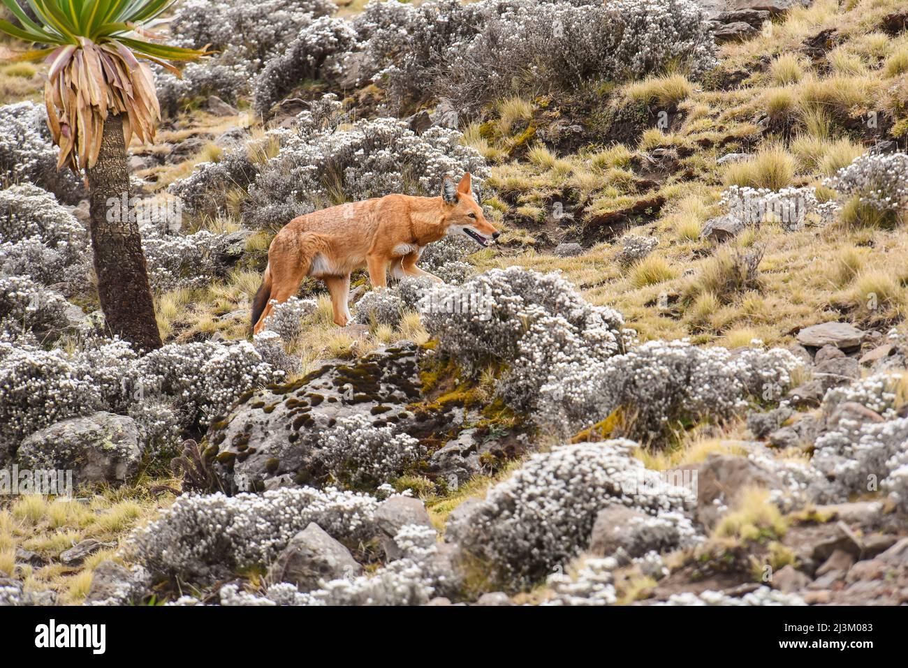 Rare Ethiopian wolf (Canis simensis) in Simien National Park; Ethiopia ...