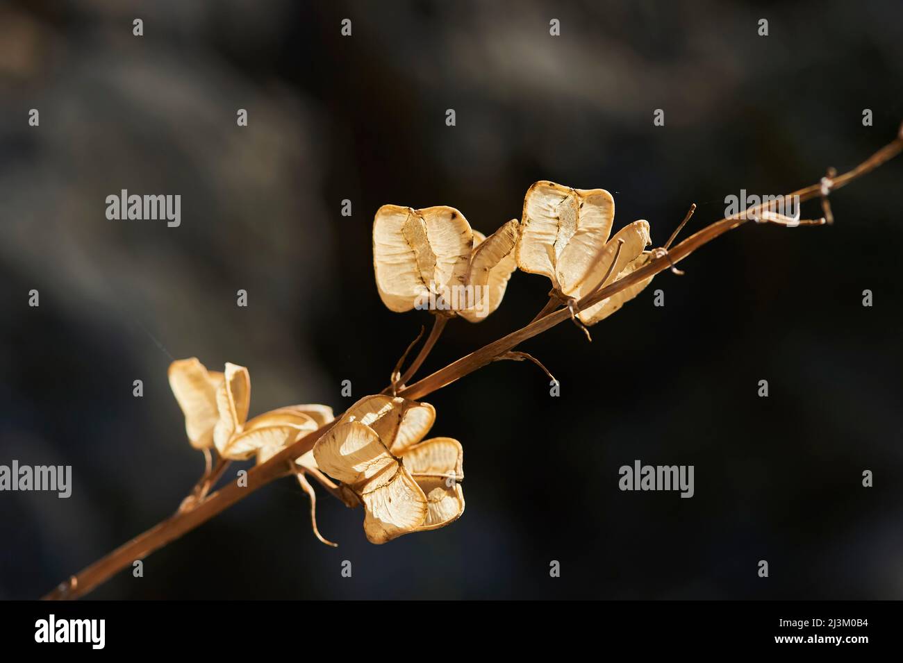 Boxwood buxus sempervirens hi-res stock photography and images - Alamy