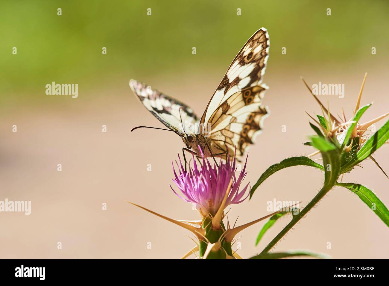 Iberian marbled white (Melanargia lachesis) butterfly perched on a ...