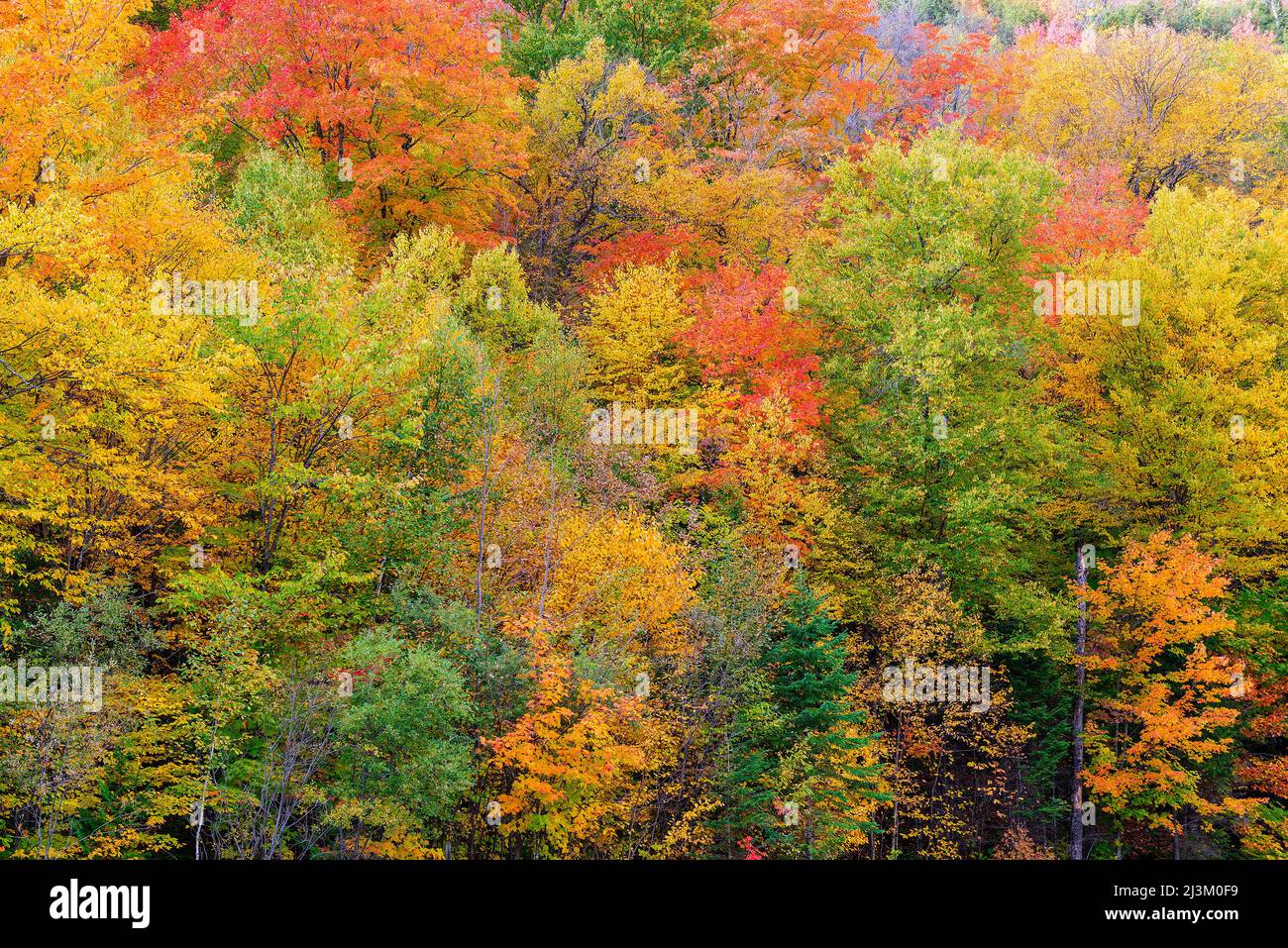Deciduous forest autumn canada hi-res stock photography and images - Alamy