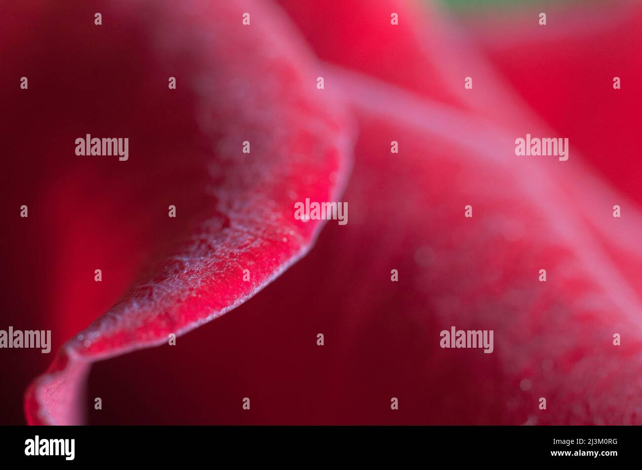 Rose flower fragment, macro shot, local focus Stock Photo - Alamy
