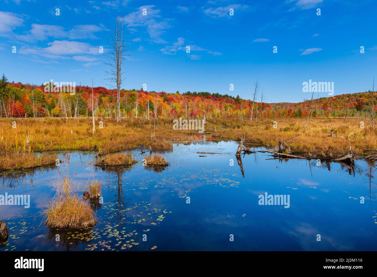 Lake with autumn colours in the Laurentides of Quebec, Canada; Quebec ...