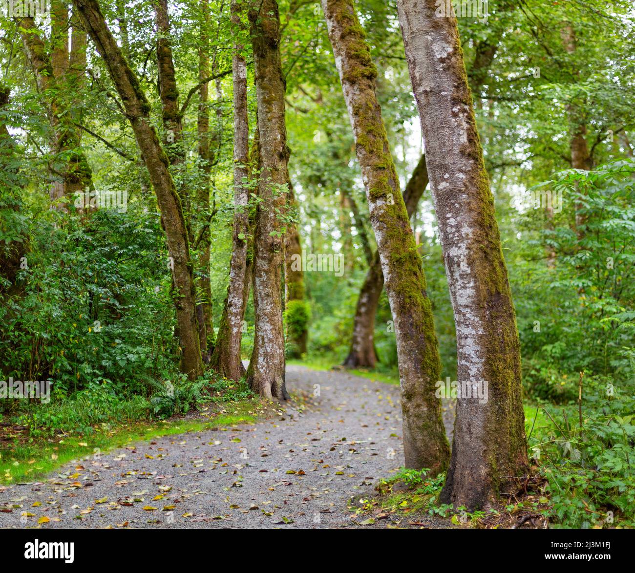 Trail through a lush forest, Derby Reach Regional Park; Langley ...