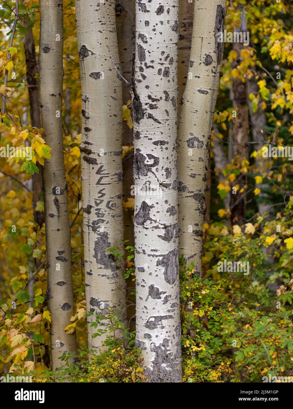 Canada tree hi-res stock photography and images - Alamy