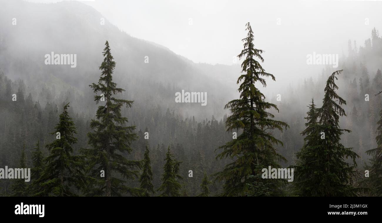 Evergreen mountain forest hi-res stock photography and images - Alamy