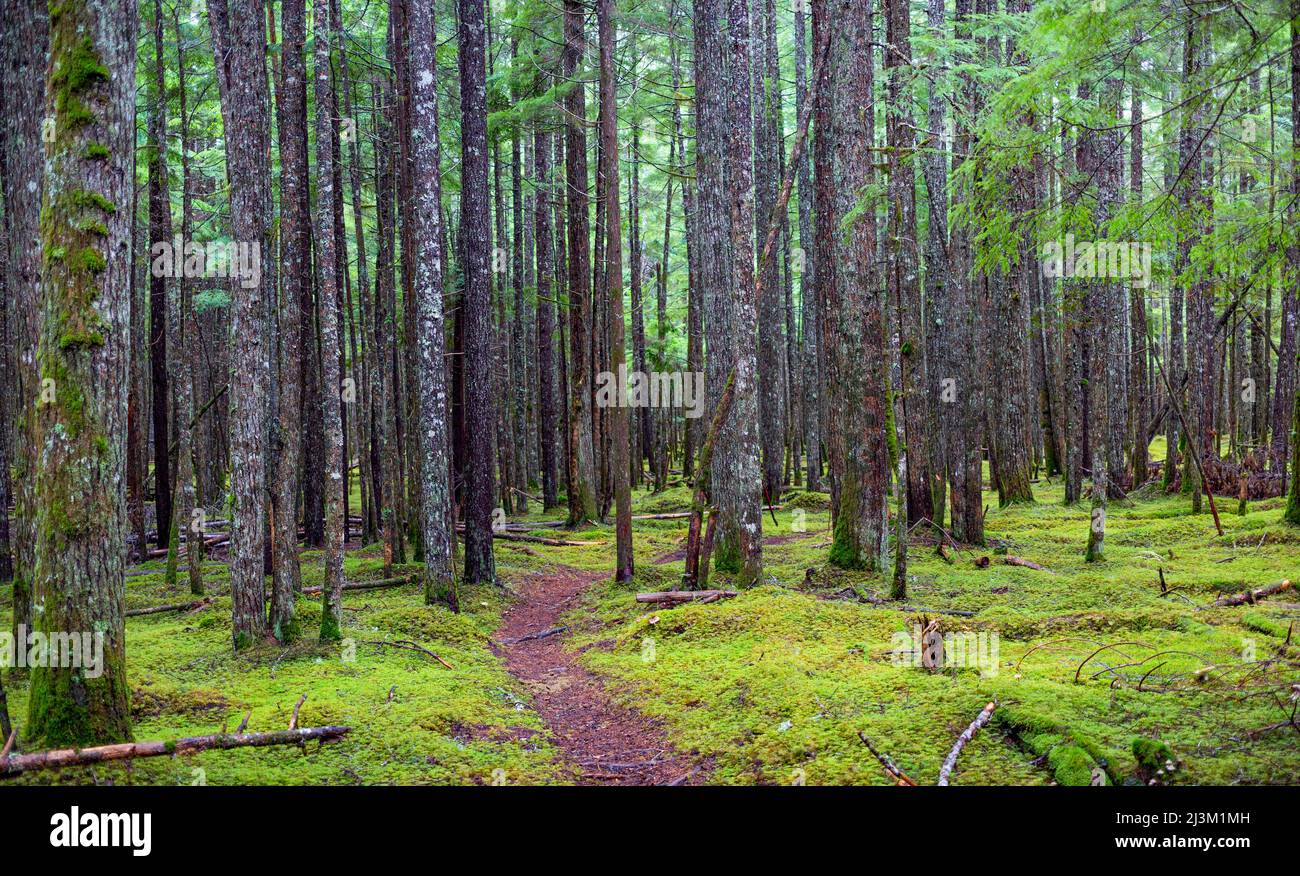 Trail leading through a mossy forest floor and tree trunks in a forest ...