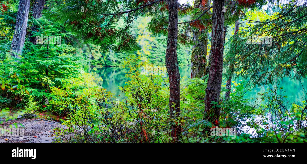 Lush rainforest growth in a forest beside a lake, North of Terrace, BC ...