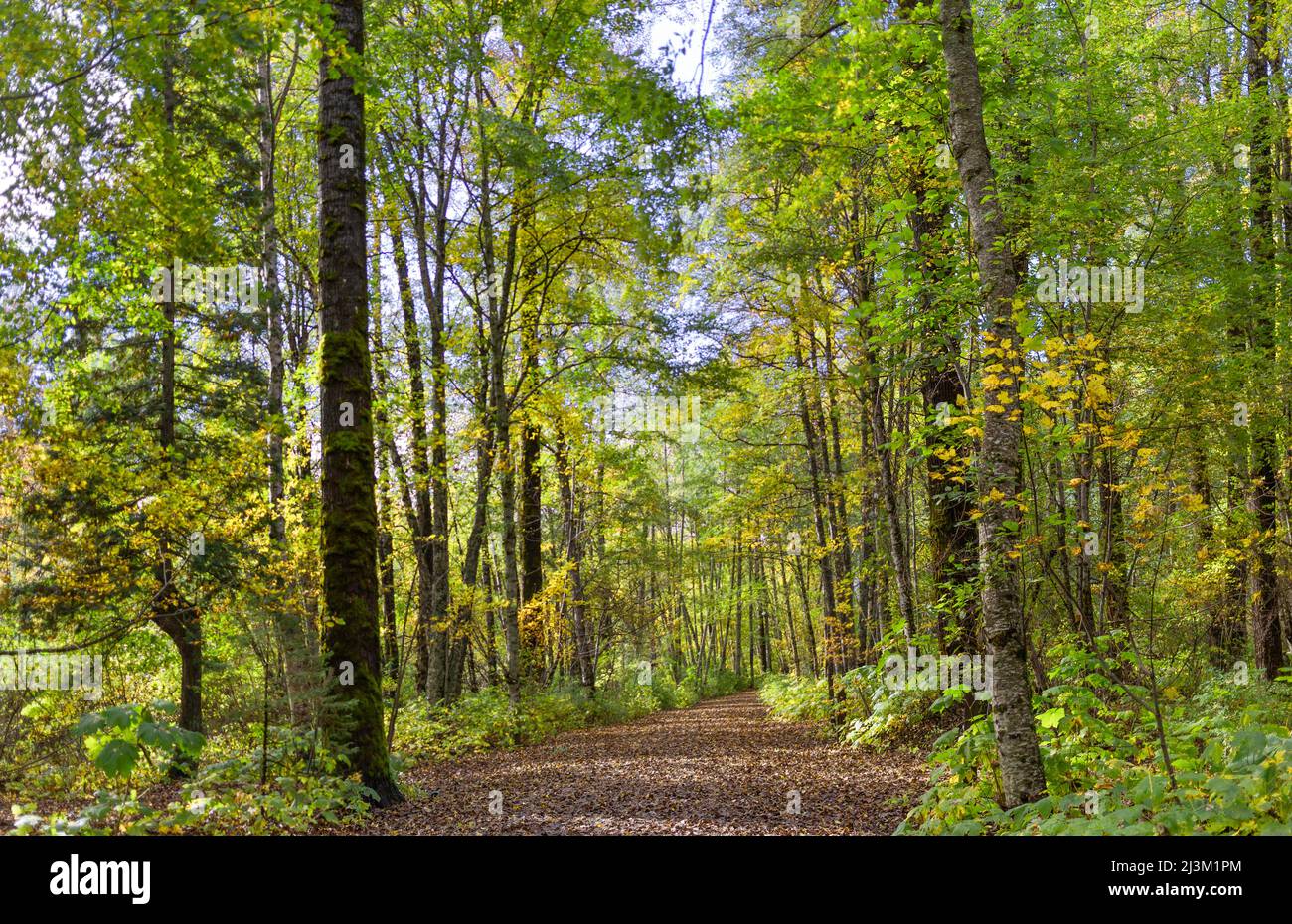Hiking trail in a forest with foliage turning to autumn colours, Ferry ...
