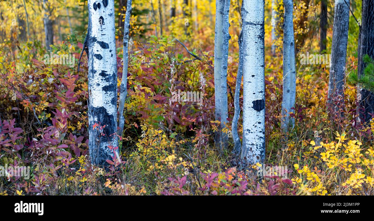 Aspen trees detail hi-res stock photography and images - Alamy