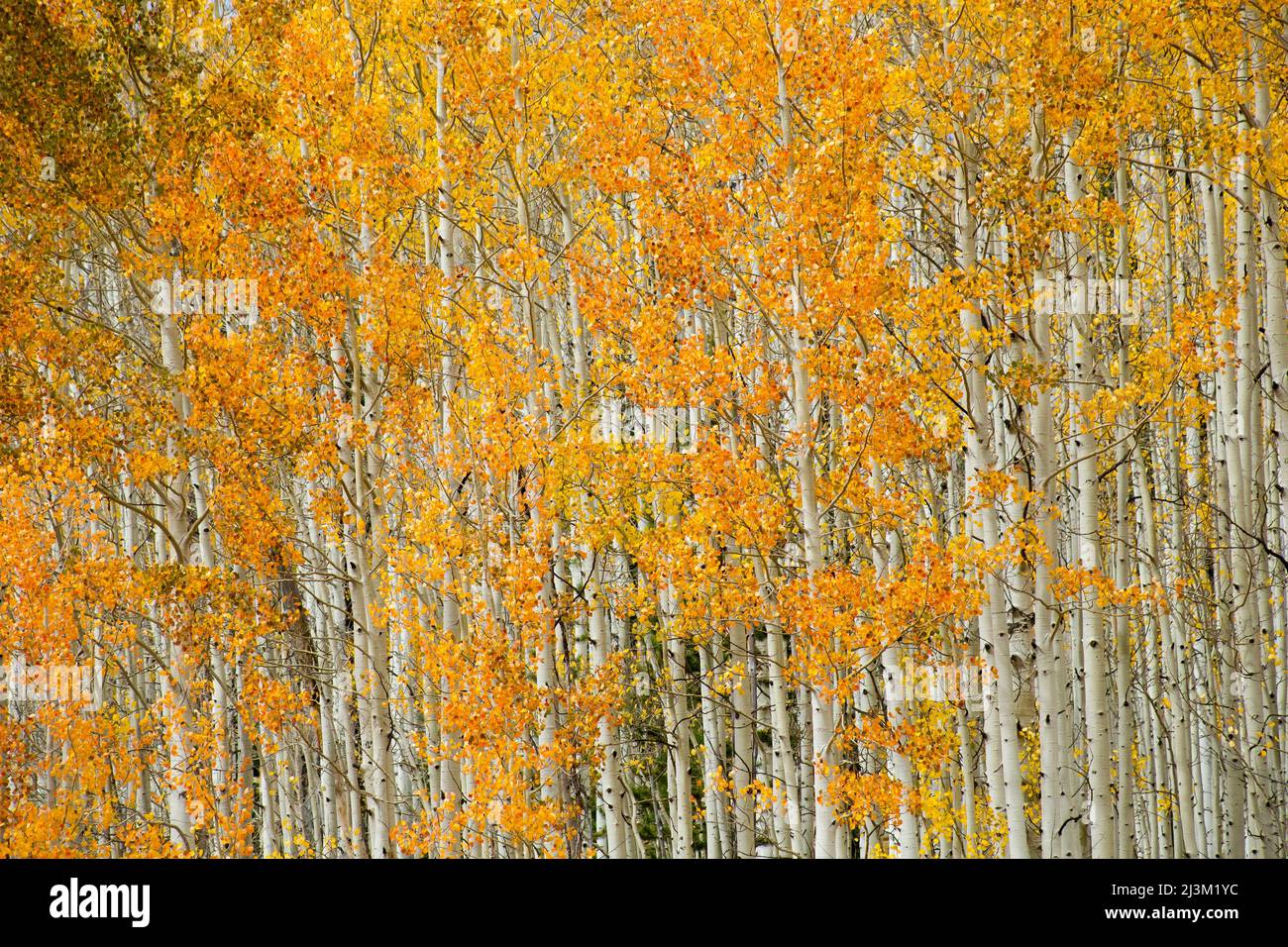 Yellow Aspen trees at the peak of fall colours; Colorado, United States ...