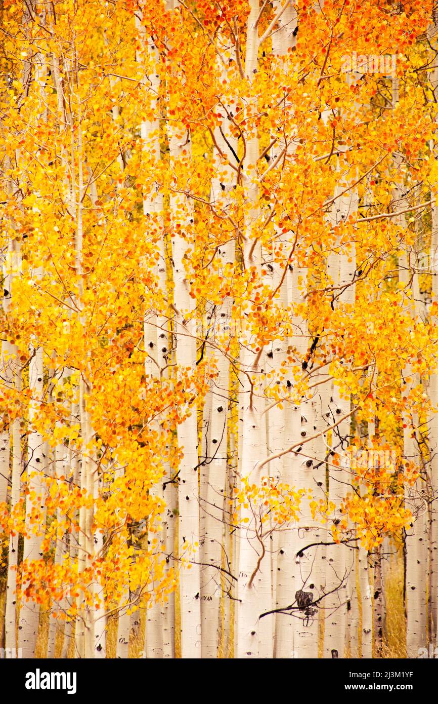 Aspen colorado fall foliage photos hi-res stock photography and images ...