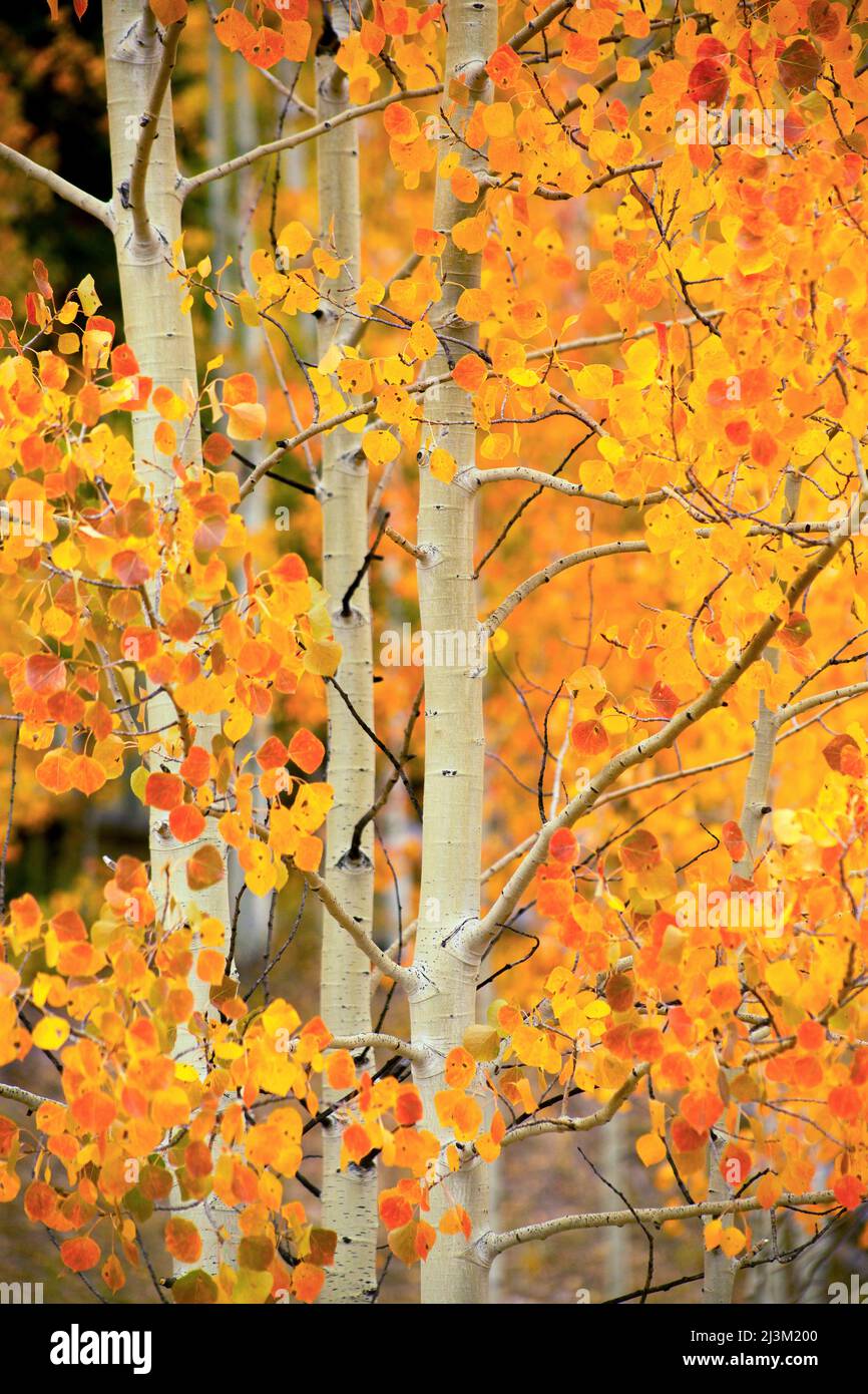 Yellow Aspen trees at the peak of fall colours; Colorado, United States ...