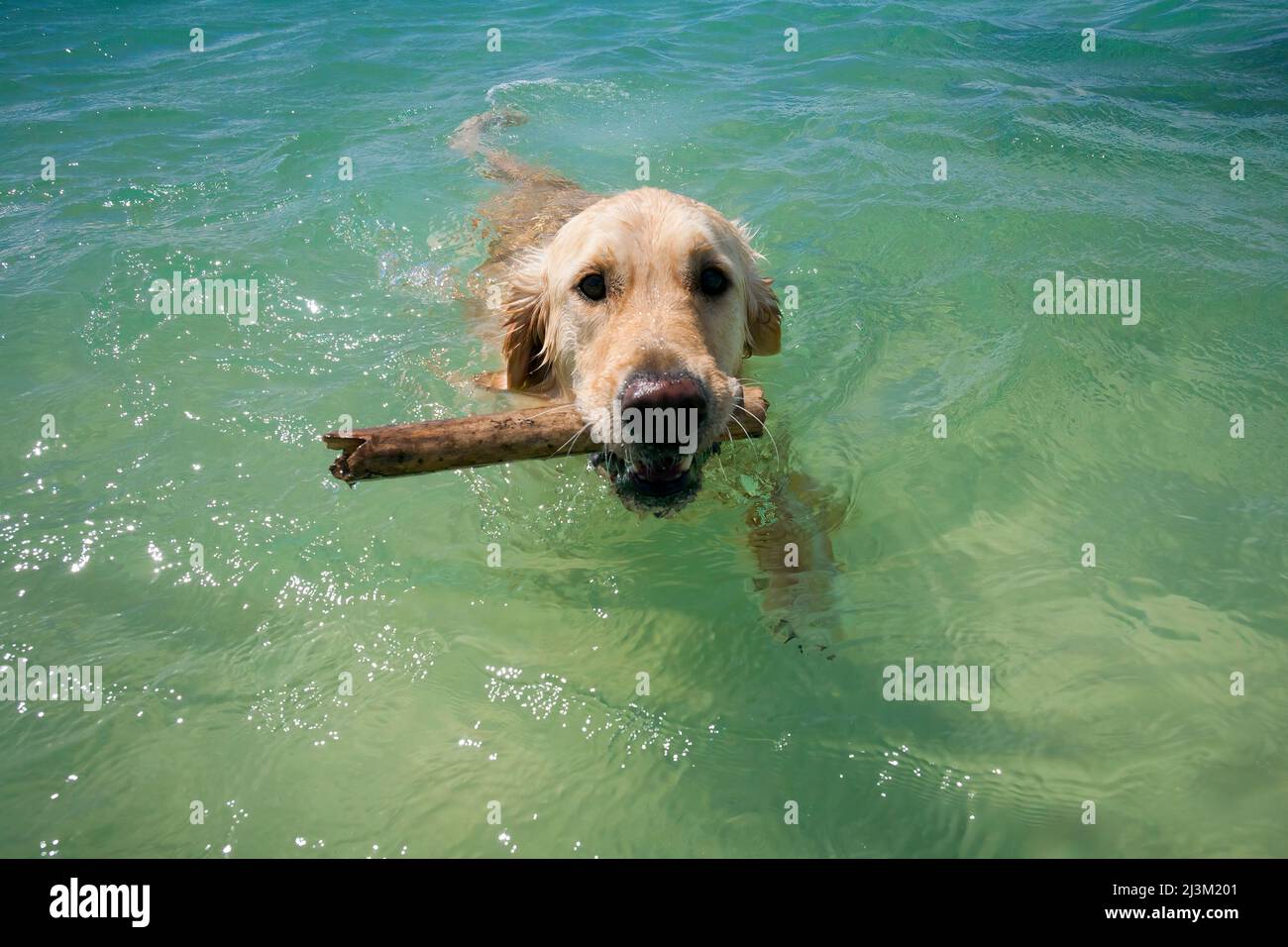 Golden Retriever dog retrieving a stick in the water; Paia, Maui ...