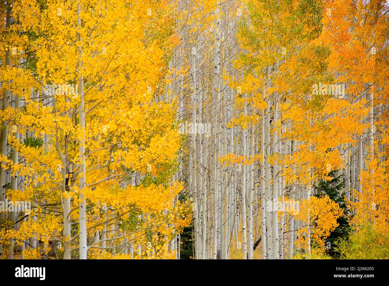 Yellow Aspen trees at the peak of fall colours; Colorado, United States ...