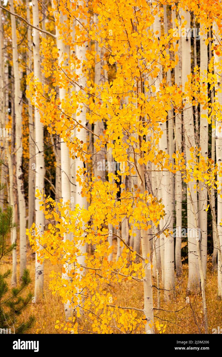 Yellow Aspen trees at the peak of fall colours; Colorado, United States ...