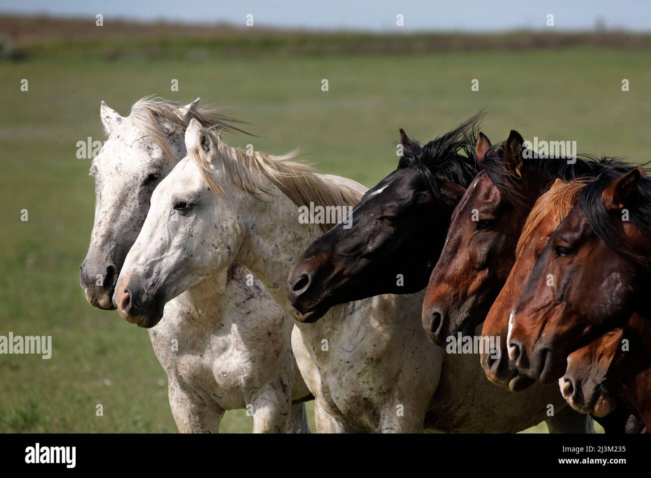Bachelor band of wild horses face into the wind picking up scents ...