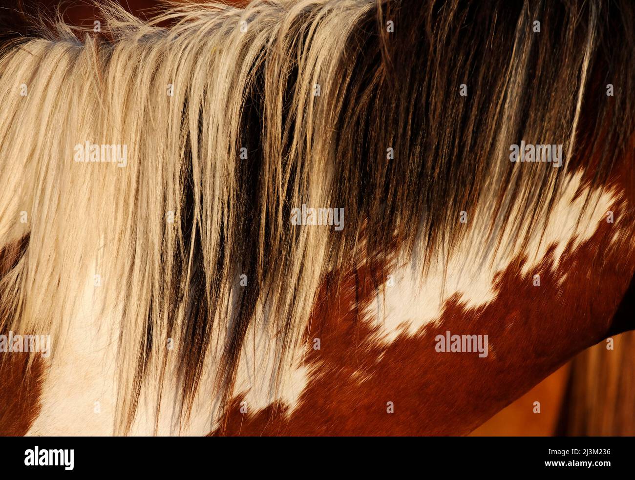 Feral horse hi-res stock photography and images - Alamy