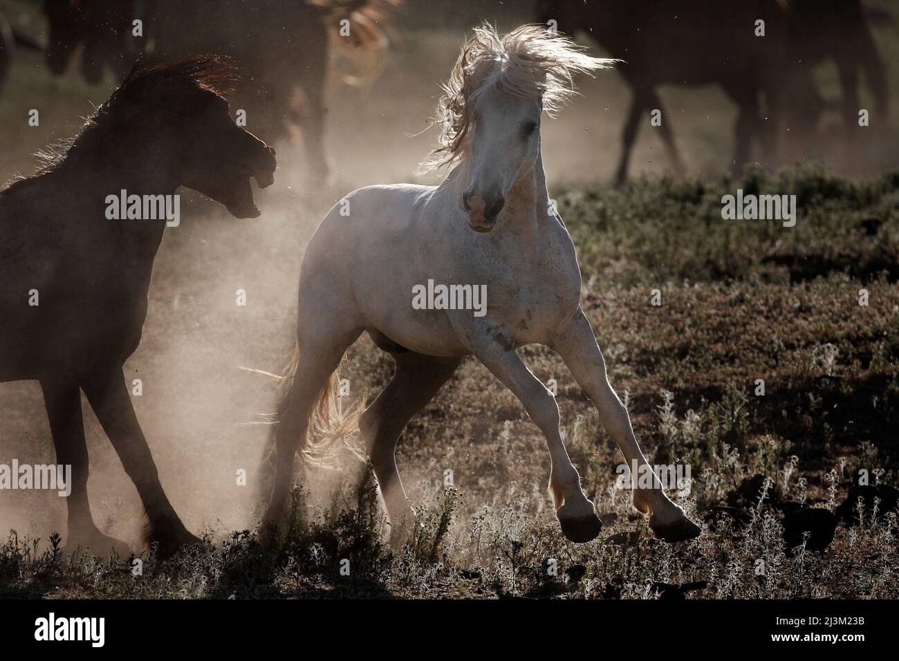 Mustang fights a roan stallion at the Wild Horse Sanctuary; Shingletown ...