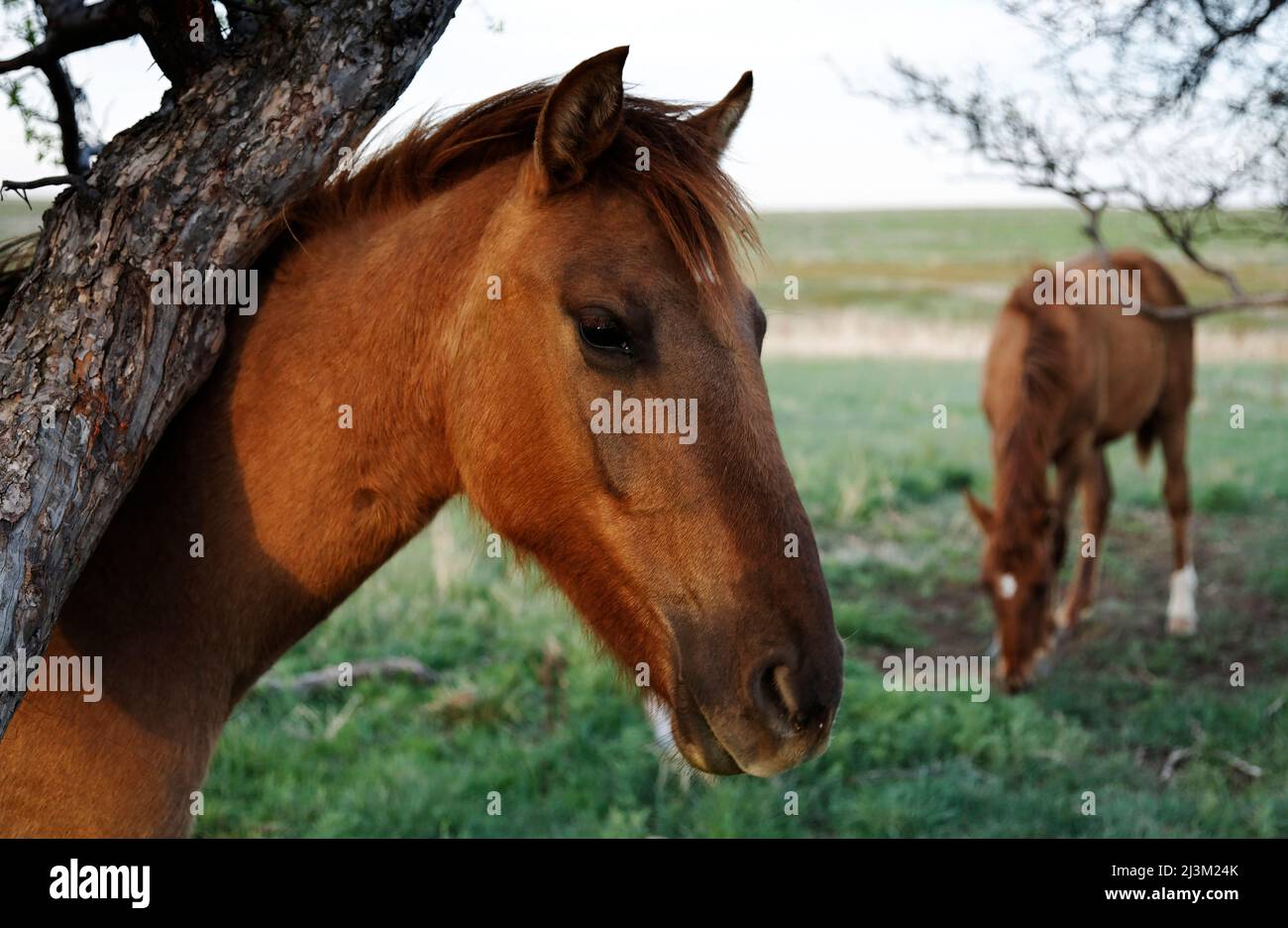 Protected wild horses on a mustang and burro sanctuary; Lantry, South ...