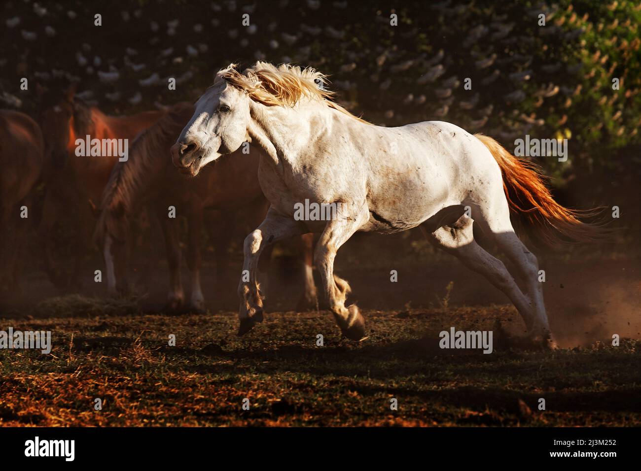 Mustang Horse Running Speed