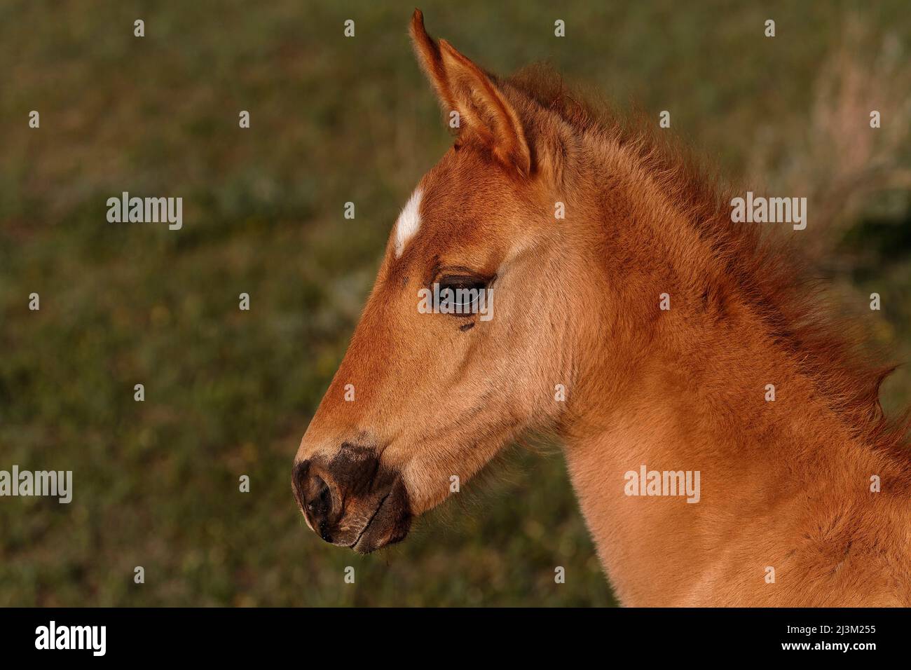 Close-up profile of the head of a protected foal at a mustang and burro ...