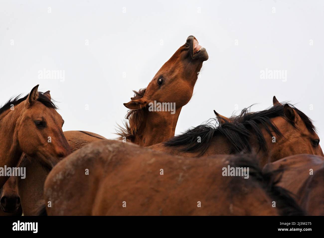 Young stud lifts his lip catching a whiff of a mare in heat; Lantry ...