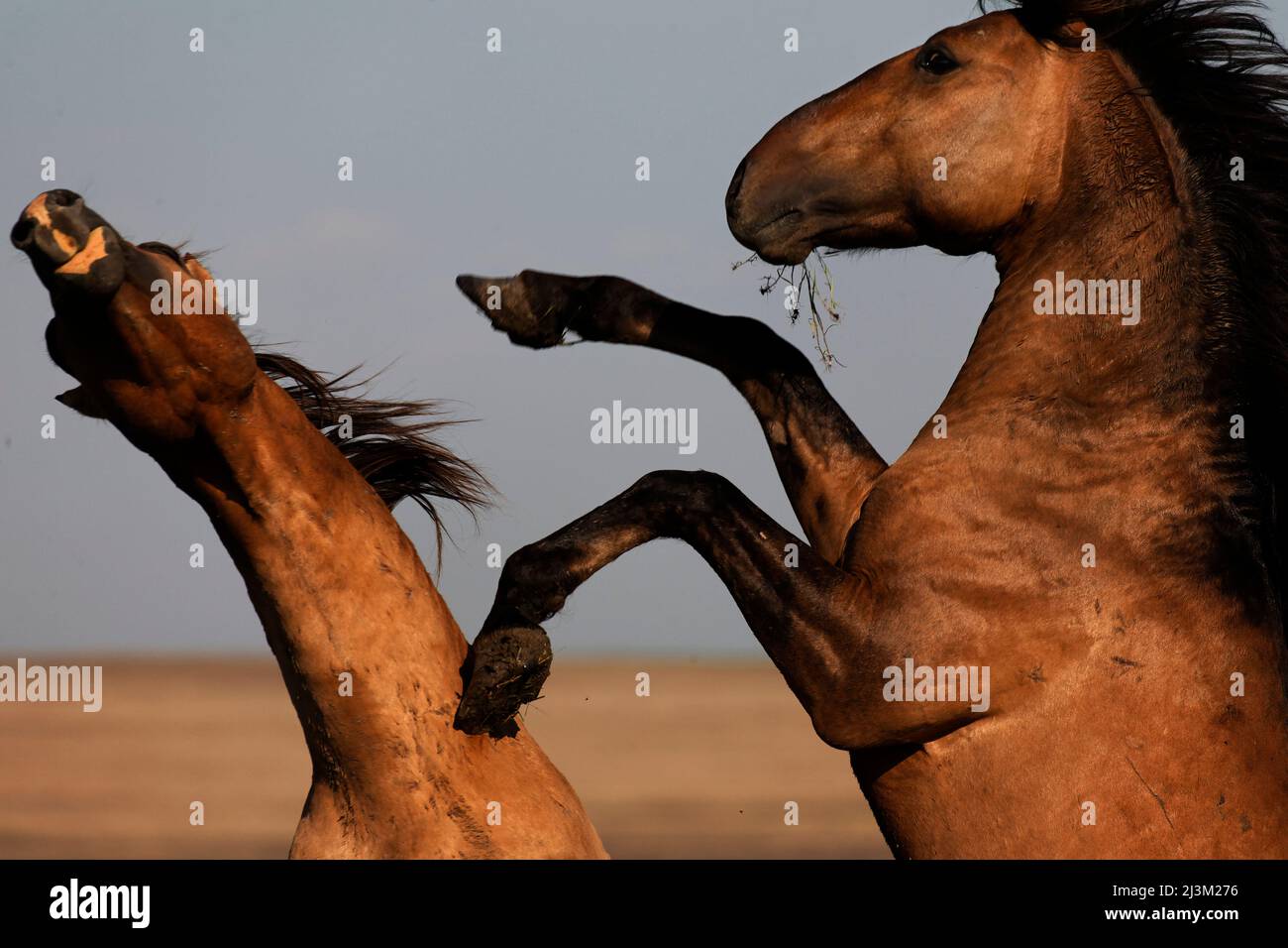 Stallions battle for mares during the foaling season; Lantry, South ...