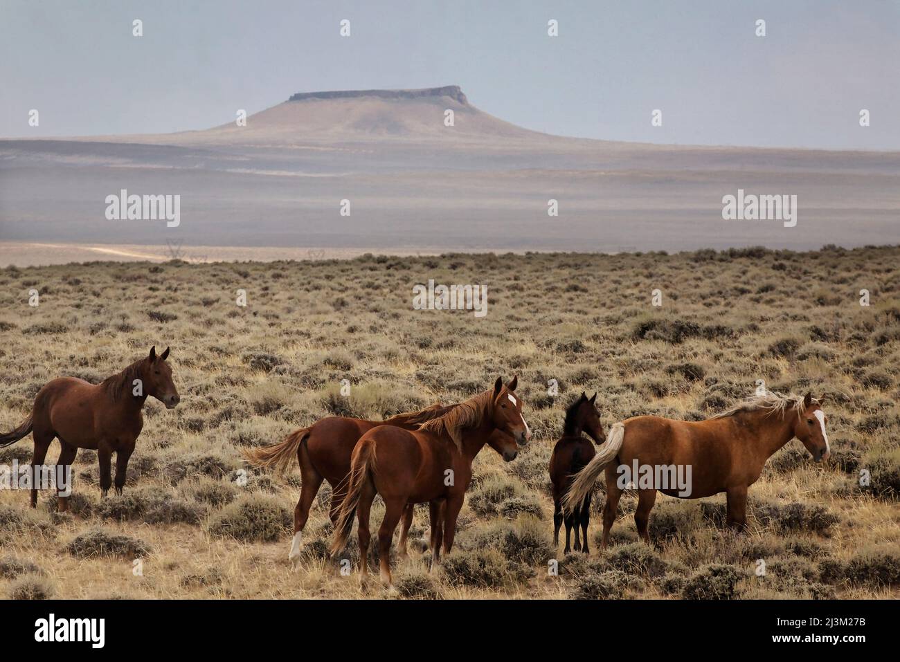Band of wild horses roam the wide open spaces in western Wyoming ...