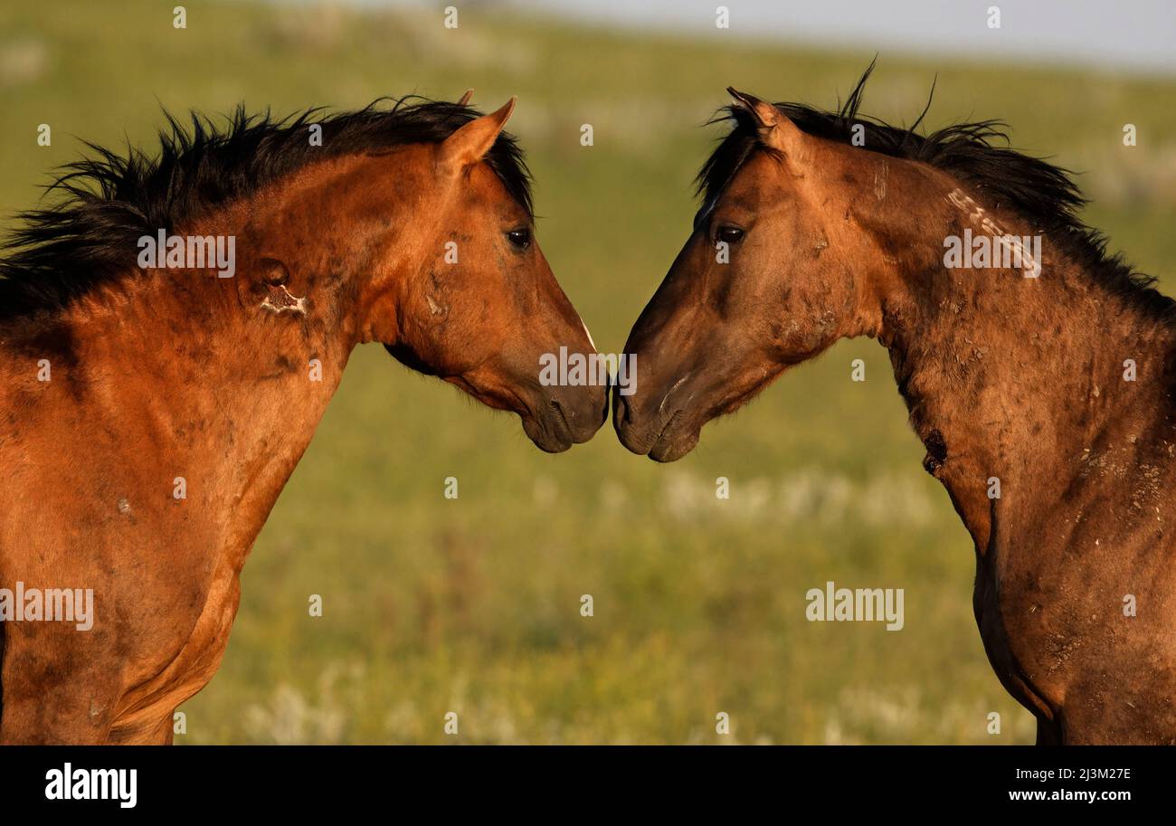 Stallions battle for mares during the foaling season; Lantry, South ...