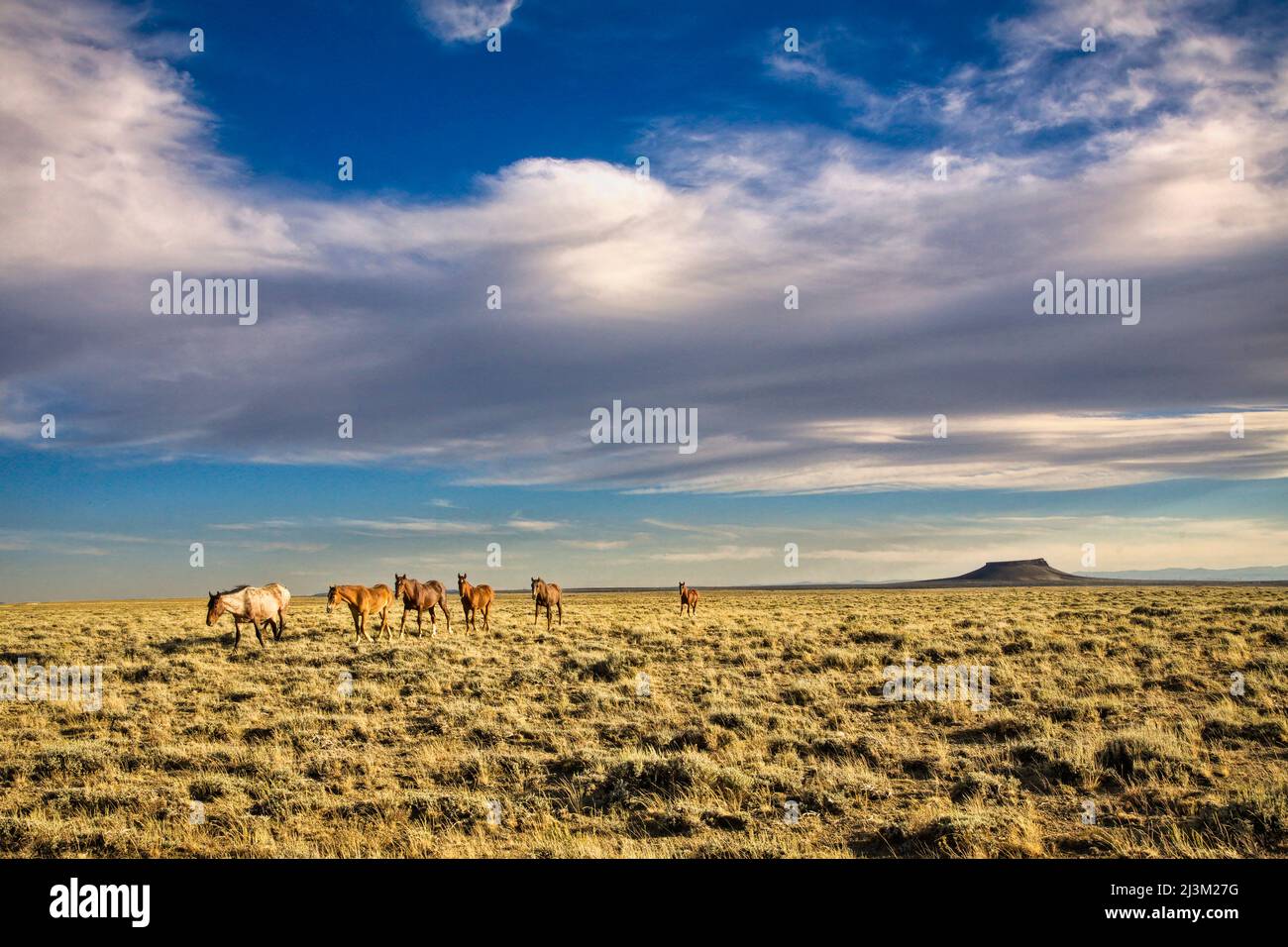 Pilot butte wild horse scenic loop tour hi-res stock photography and ...