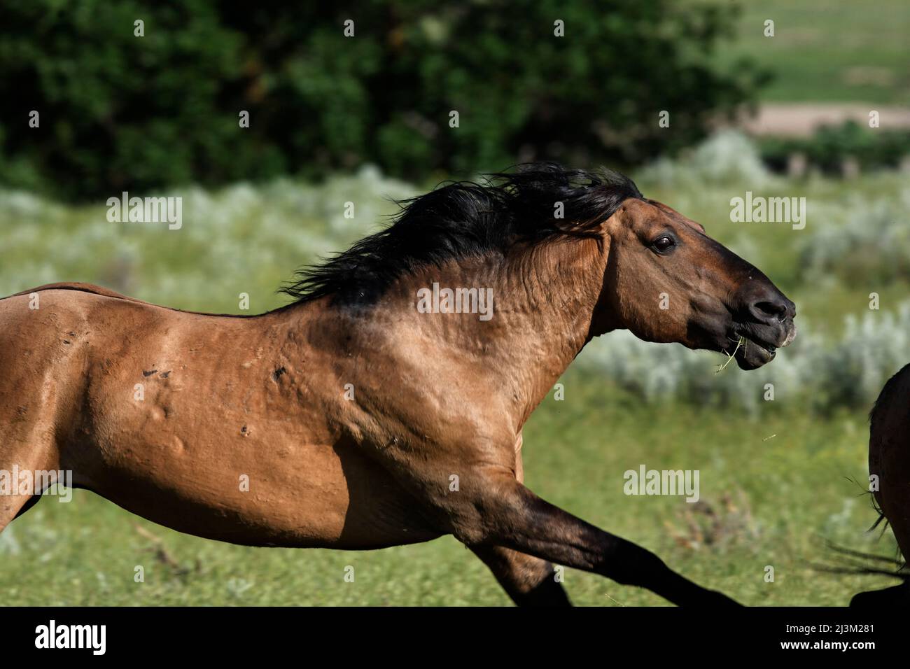 Protected wild horse running in a mustang and burro sanctuary; Lantry ...