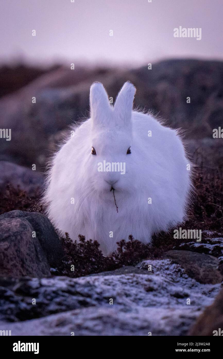 Arctic hare (Lepus arcticus) feeding among rocks faces camera; Arviat ...